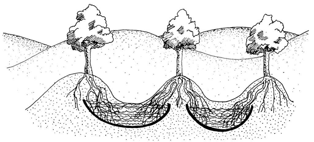 Permaculture 2 - Bill Mollison